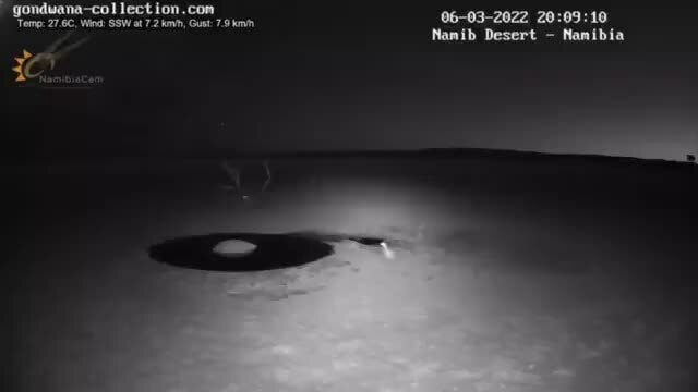 Jumping Jackal Pups starring 3 Black Backed Jackals pups and guest ...