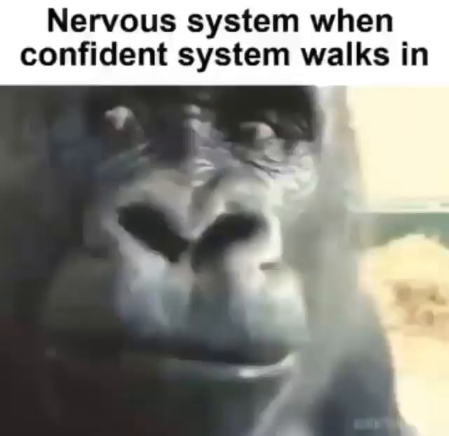 Nervous system when confident system walks in - iFunny