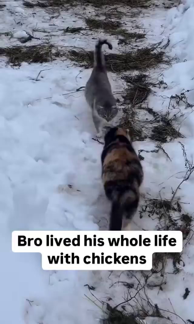 With chickens - iFunny