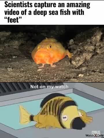 Scientists capture an amazing video of a deep sea fish with "feet" - iFunny
