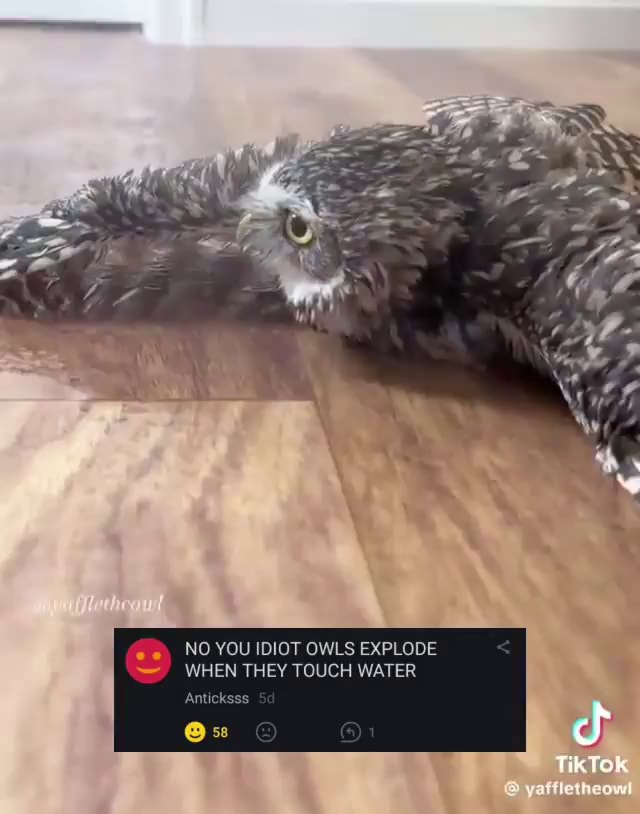 NO YOU IDIOT OWLS EXPLODE WHEN THEY TOUCH WATER TikTok @ ss - iFunny