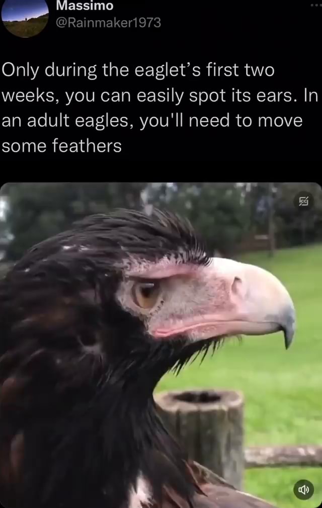 Massimo Only during the eaglet's first two weeks, you can easily spot ...