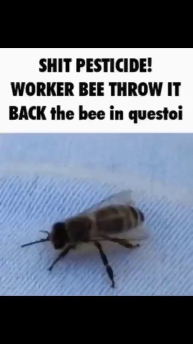 SHIT PESTICIDE! WORKER BEE THROW IT BACK the bee in questoi - iFunny