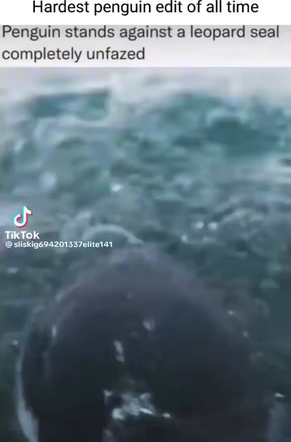 Hardest penguin edit of all time Penguin stands against a leopard seal completely unfazed TikTok ...