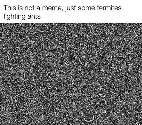 This is not a meme, just some termites fighting ants - iFunny