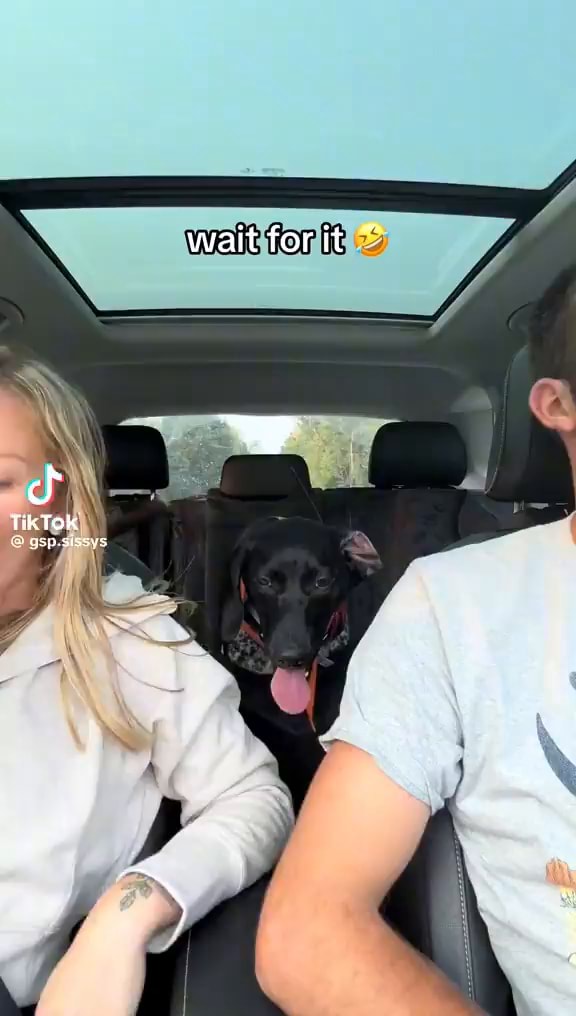 Wait for it TikTok GSp.Sissys - iFunny