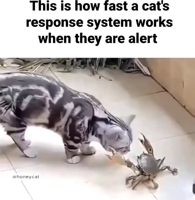 This is how fast a cats response system works when they are alert - iFunny