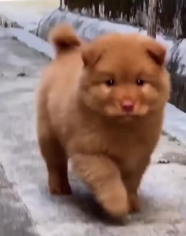 Behold Red Cantonese Bear Dog... - iFunny