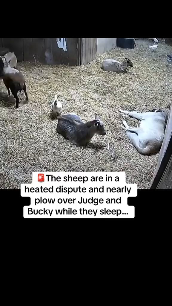 ~ The sheep areina heated dispute and nearly plow over Judge and Bucky ...
