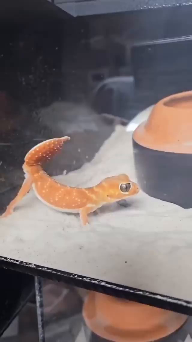 Video memes 7COqfE2wB by Mechazawa: 98 comments - iFunny