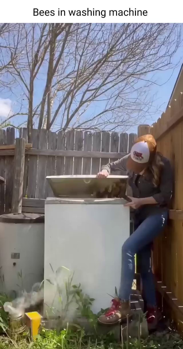 Bees in washing machine I - iFunny