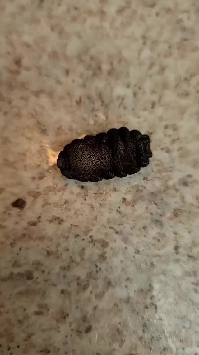 WHAT TF IS THIS?!?!?! - iFunny