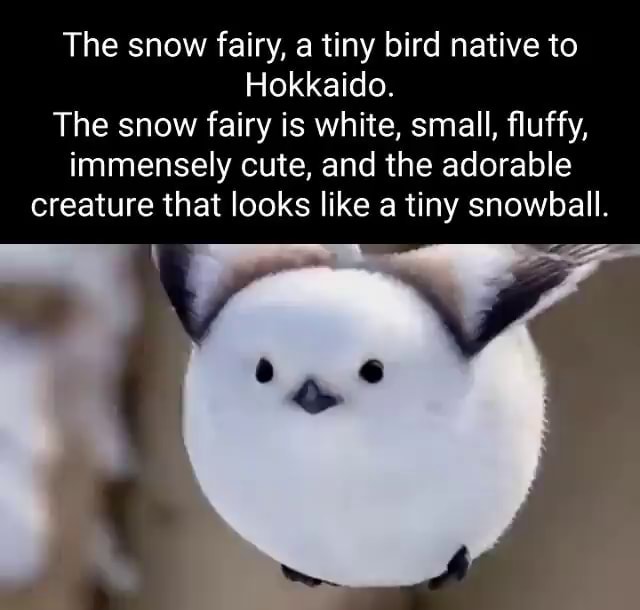The snow fairy, a tiny bird native to Hokkaido. The snow fairy is white ...