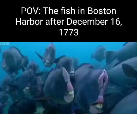 POV: The fish in Boston Harbor after December 16, 1773 - iFunny
