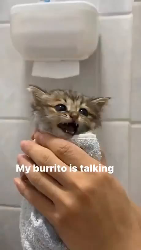 My burrito ts talking - America’s best pics and videos