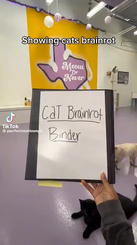Showing cats brainrot TikTok purrtectocailounge - iFunny