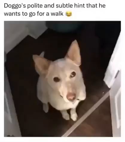 Doggo's polite and subtle hint that he wants to go for a walk Ss - iFunny