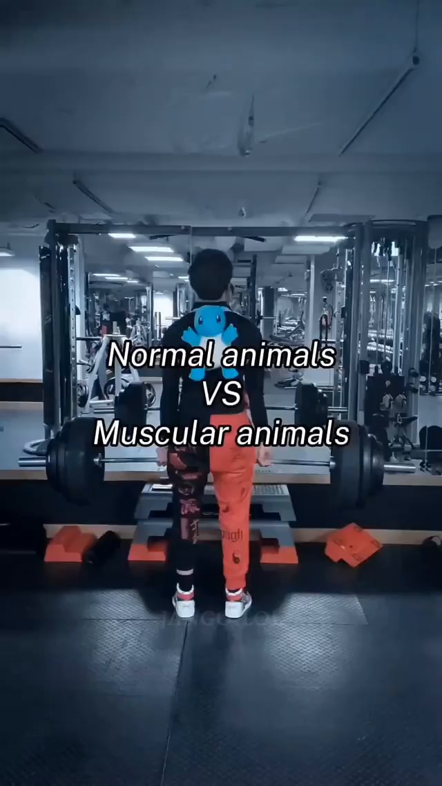 Normal animals VS Muscular animals - iFunny