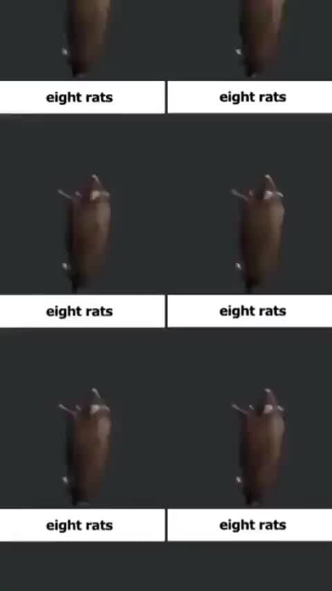 Eight rats eight rats - iFunny