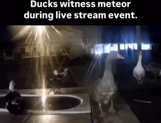 Ducks witness meteor during live stream event. - iFunny