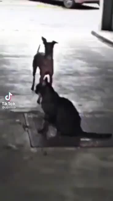 Video memes oT7nR9tt8 by pcat: 120 comments - iFunny