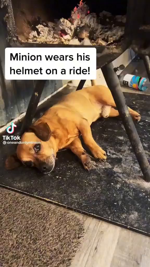 Minion wears his helmet on a ride! an SS. TikTok @ oneandonlyminion ...