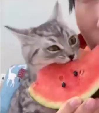 Video memes kvNOdzsBB by Booba - iFunny