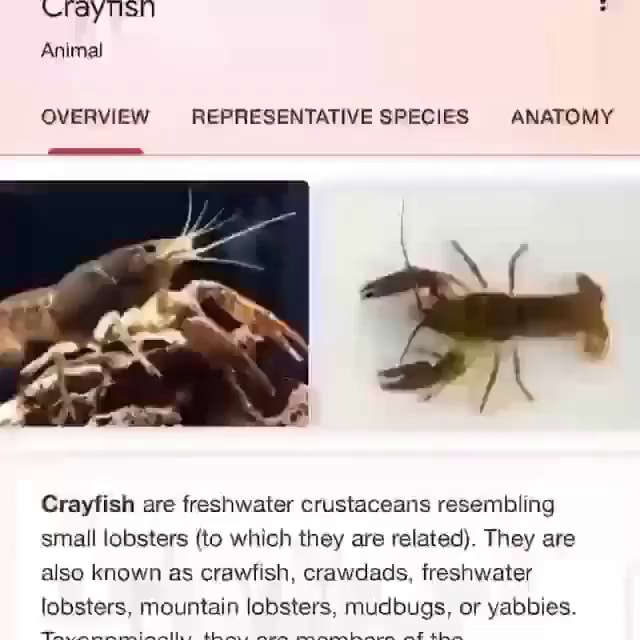 Animal OVERVIEW REPRESENTATIVE SPECIES ANATOMY Crayfish are freshwater ...