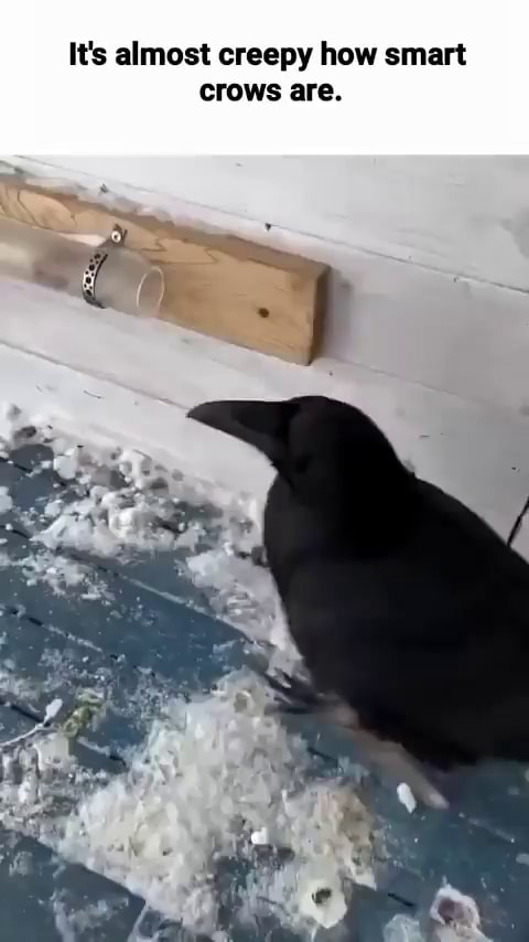It's almost creepy how smart crows are. - iFunny