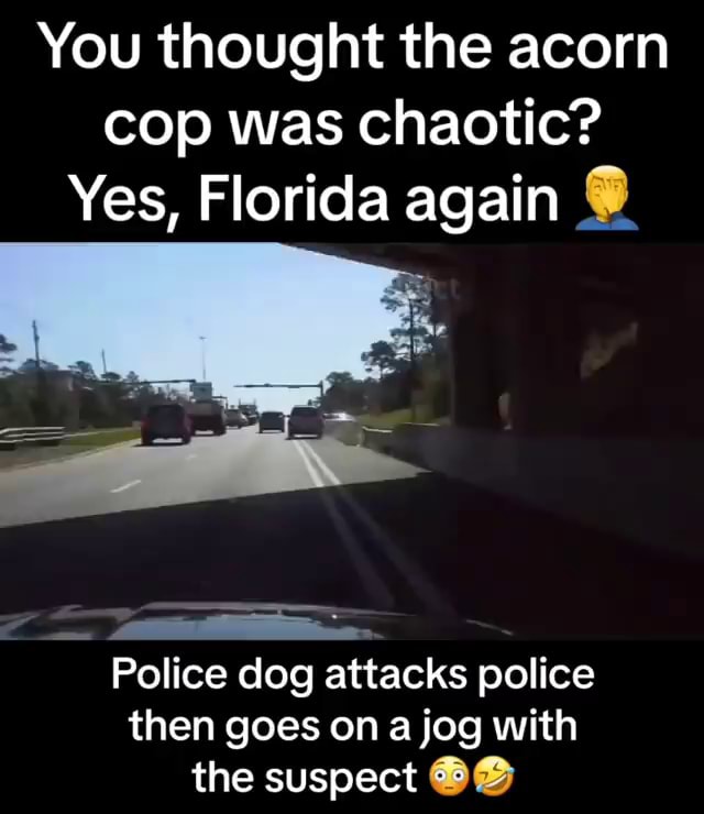 You thought the acorn cop was chaotic? Yes, Florida again Police dog ...