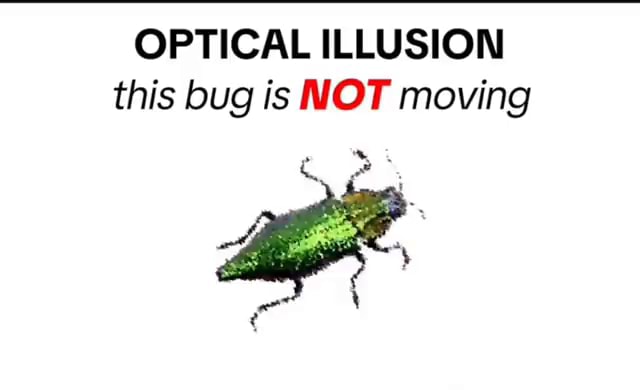 OPTICAL ILLUSION this bug is NOT moving - iFunny