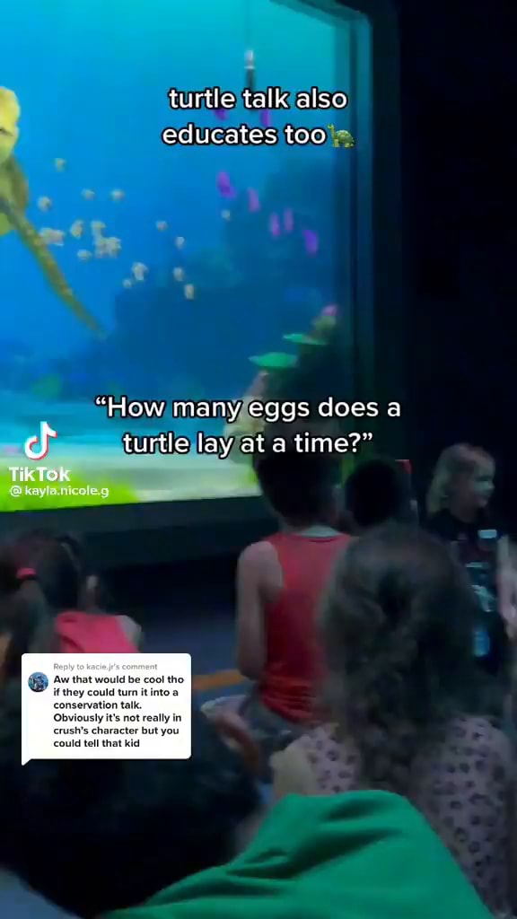Turtle talk also educates too "How many eggs does a of turtle lay ata ...