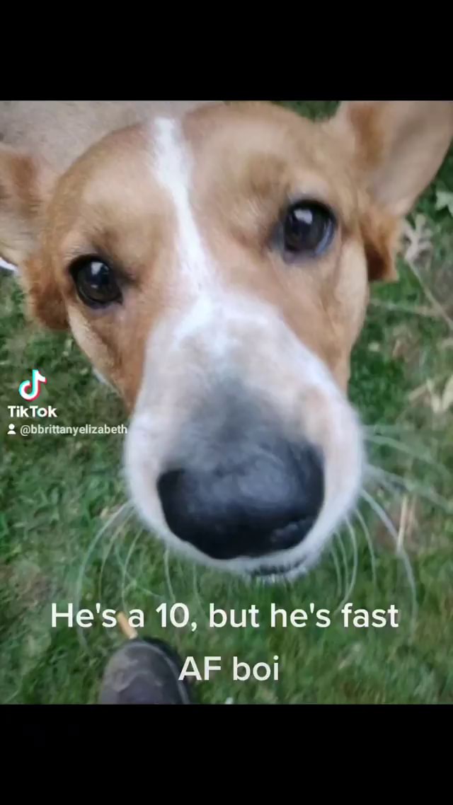 TikTok & @bdbrittanysiizabeth' He's a 10, but he's fast AF boi - iFunny