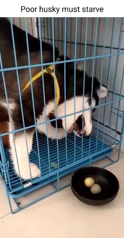Poor husky must starve - iFunny