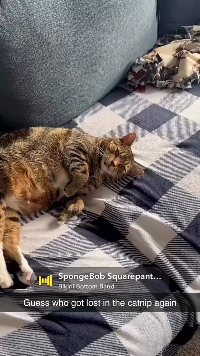 SpongeBob Squarepant... s who got lost in the catnip again - iFunny