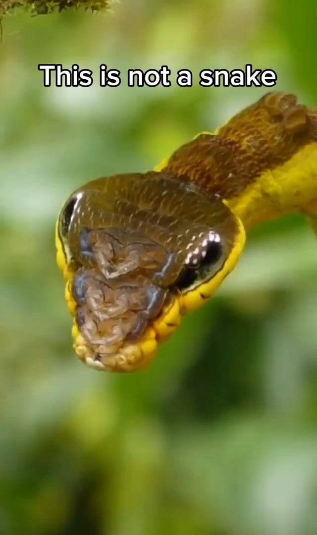 This is not a snake - iFunny