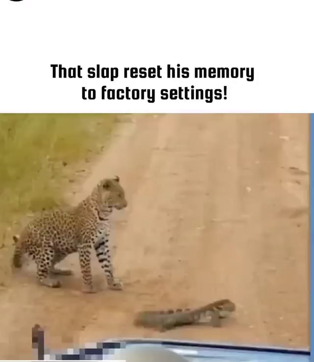 That slap reset his memory to factory settings! - iFunny