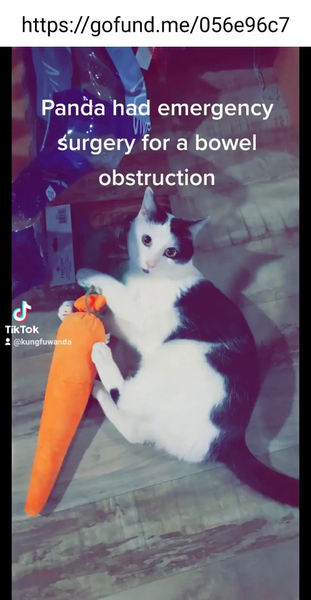 Panda had emergency surgery for a bowel obstruction Tiktok - iFunny