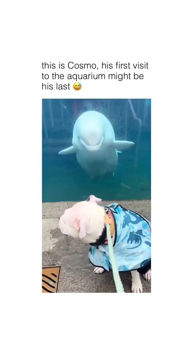 Juno the beluga said…… BOO 👻 via @cosmothebigdog - this is Cosmo, his ...