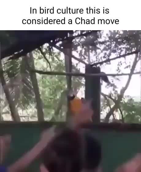 In bird culture this is considered a Chad move - iFunny