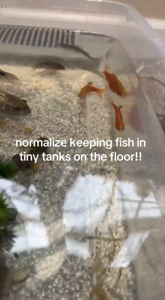 Normalize keeping fish in tiny tanks on the floor!! - iFunny