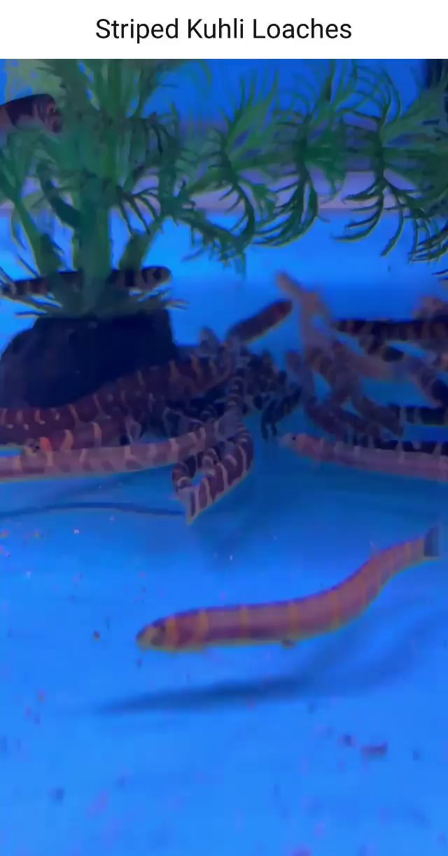 Striped Kuhli Loaches - iFunny