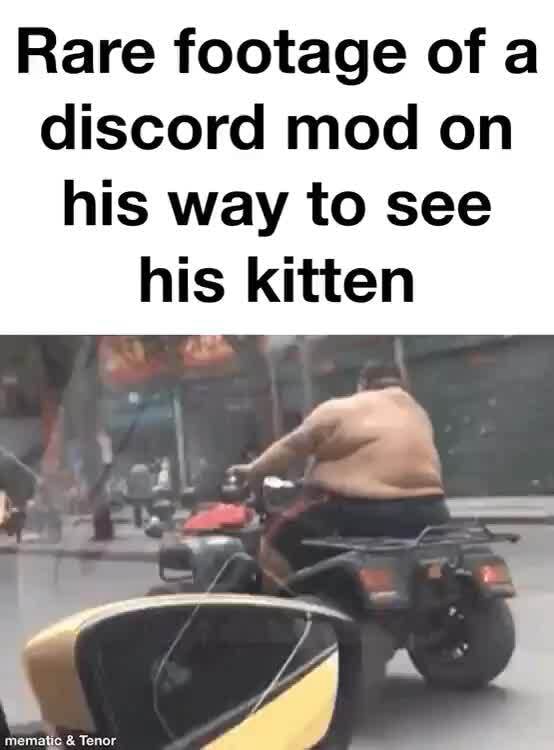 Rare footage of a discord mod on his way to see his kitten - iFunny