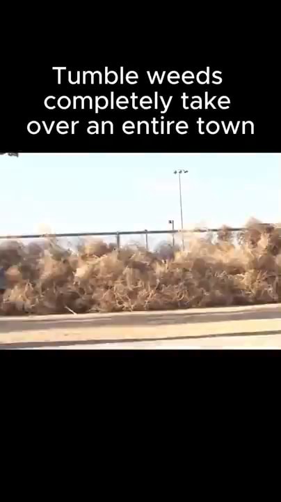 Tumble weeds completely take over an entire town - iFunny