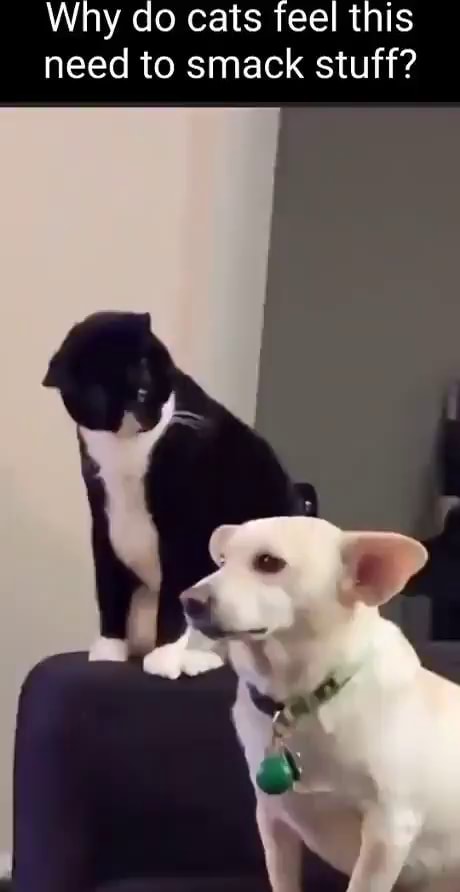 Why do cats feel this need to smack stuff? - iFunny