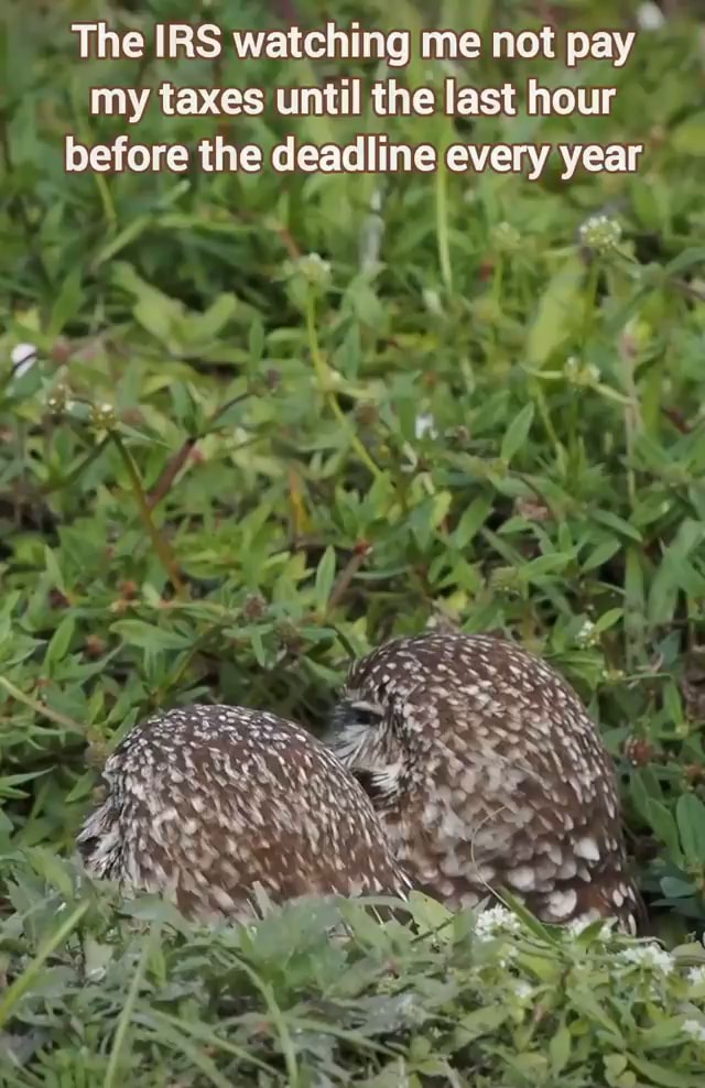 The IRS watching me not pay my taxes until the last hour before the ...