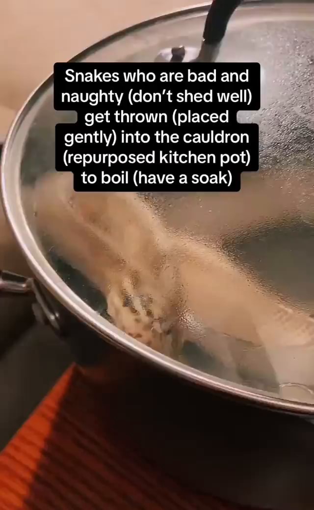 Snakes who are bad and naughty (don't shed well) get thrown (placed ...