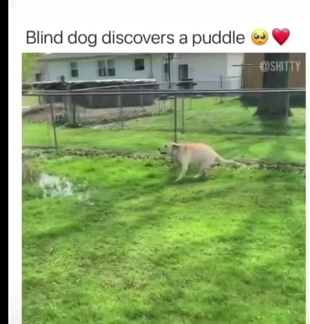 Blind dog discovers a puddle if - iFunny