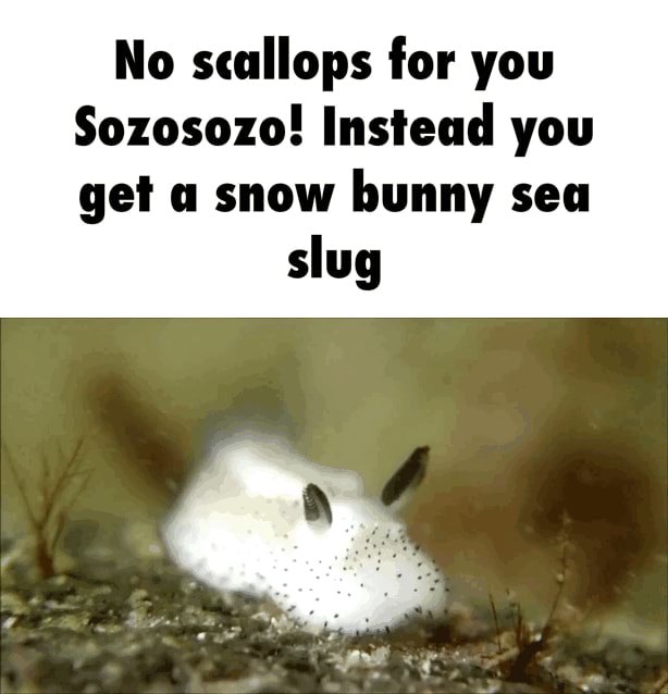 No scallops for you Sozosozo! Instead you get a snow bunny sea slug ...