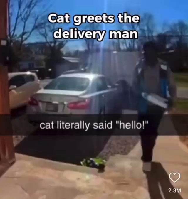 Cat greets the delivery man cat literally said "hello!" - iFunny